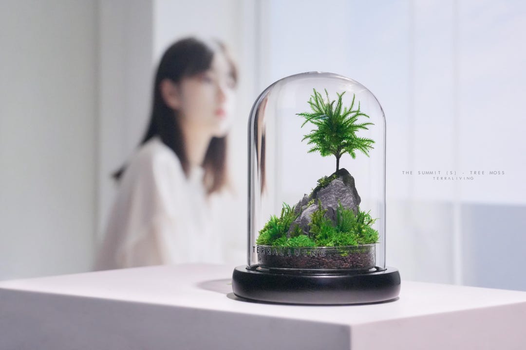 Preserved Tree Moss Terrarium: the Summit (S) - Minimalist Desk Decor ...