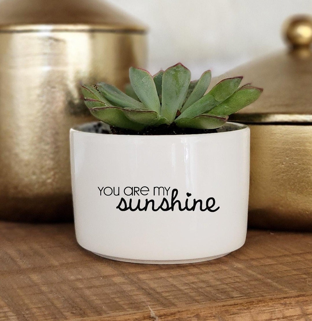 You Are My Sunshine Gifts, Mini Succulent Planter, Plant Gift ...