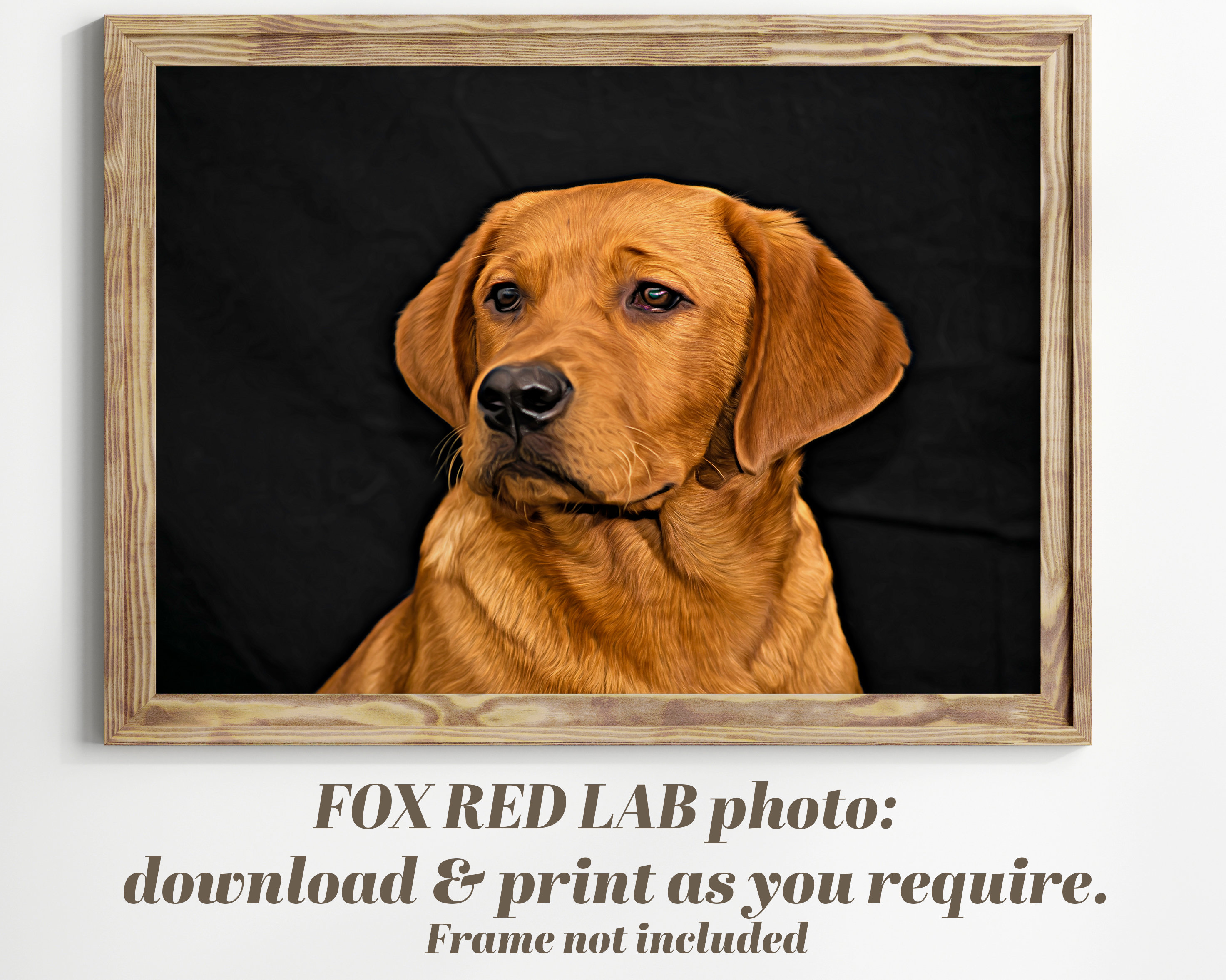 Original Portrait of a Fox Red Lab, Fine Art Picture for Your Home or ...