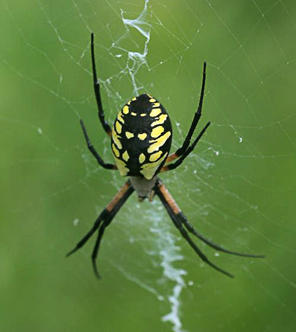 Spider Web Argiope Spider Orb Web Real Spider Web Framed | Etsy