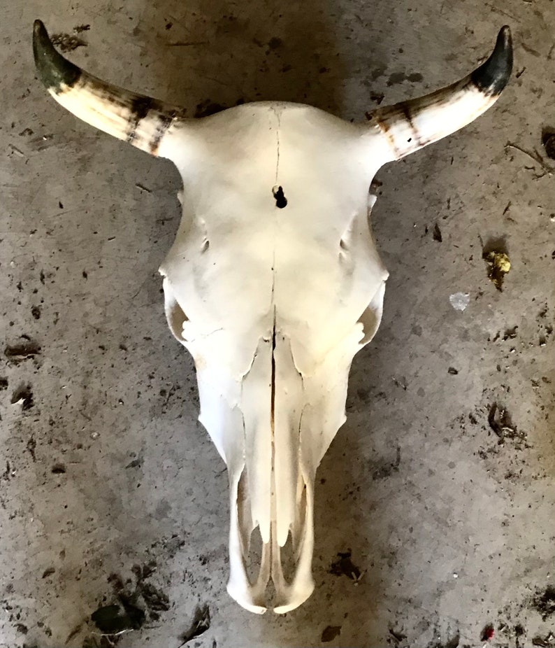 Cattle Skull Animal Skull Bone Skull Cow Skull ON | Etsy