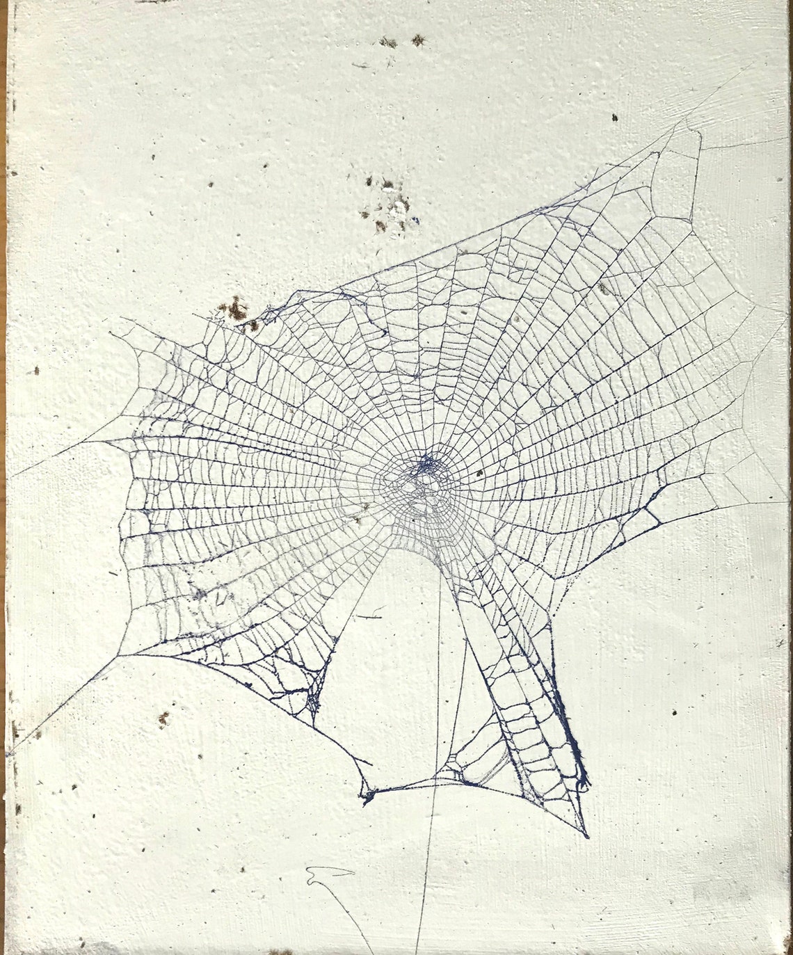 Spider Web Argiope Spider Orb Web Real Spider Web Framed | Etsy