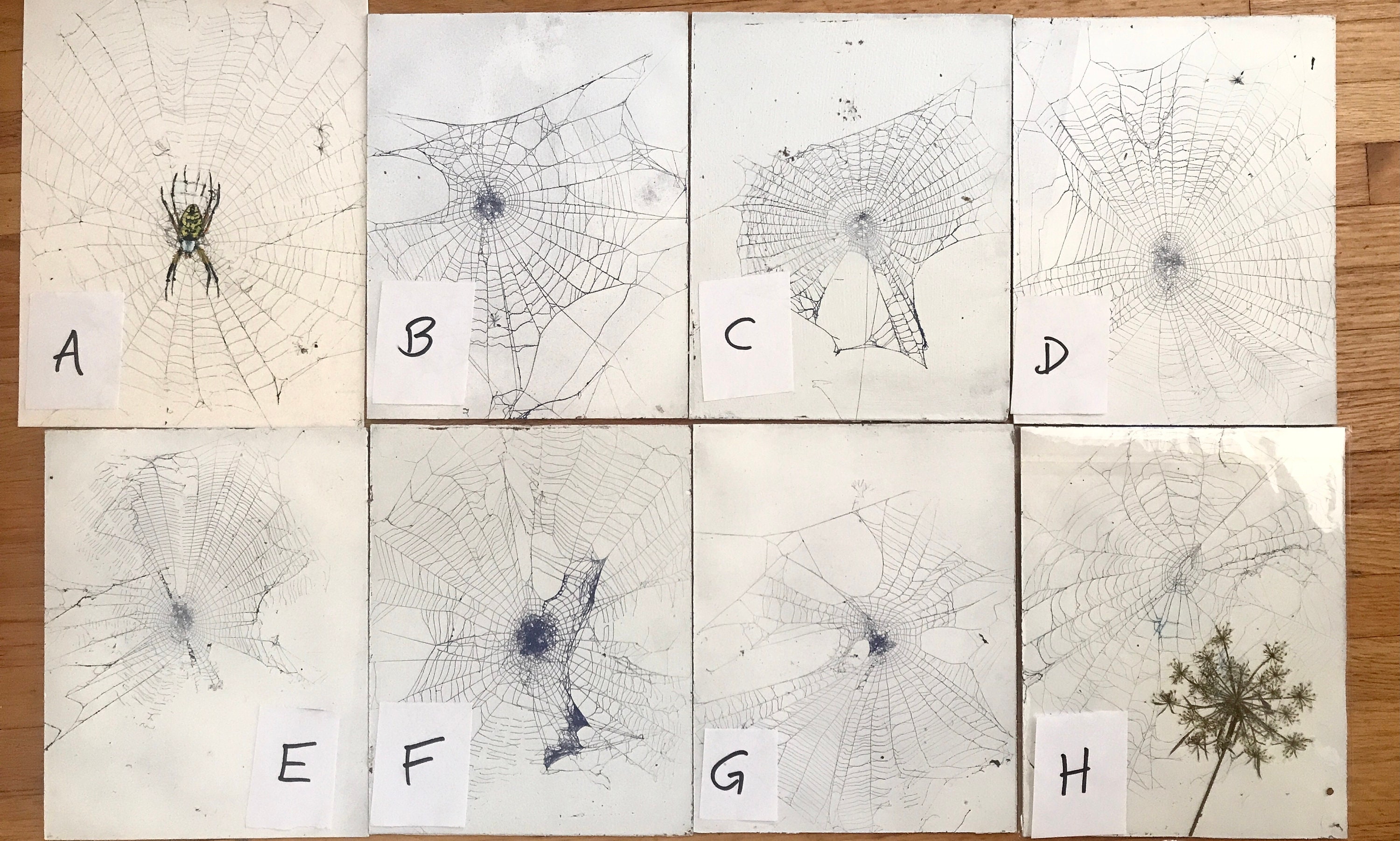 Spider Web Argiope Spider Orb Web Real Spider Web Framed - Etsy