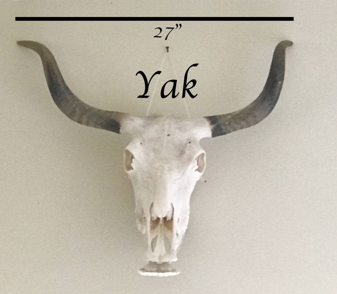 Yak Skull Animal Skull Bone Skull - Etsy