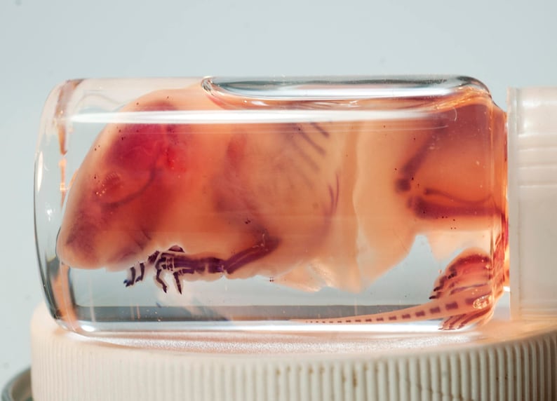 Diaphonized Mouse Animal Skeleton Diaphonized Mouse | Etsy