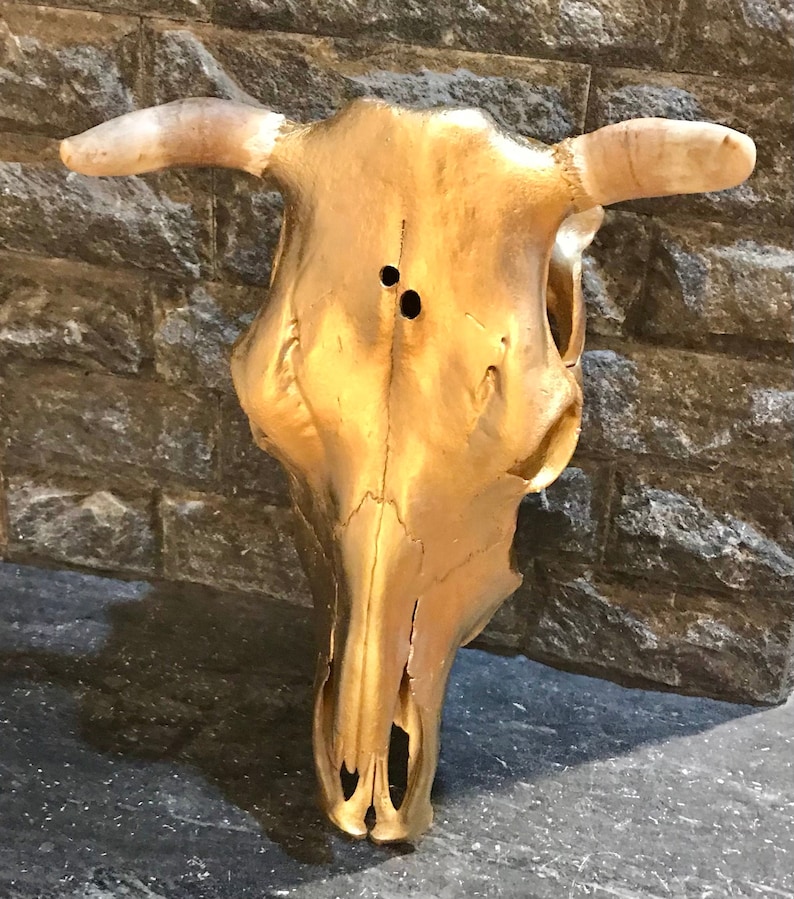 Cattle Skull Animal Skull Bone Skull Cow Skull ON | Etsy