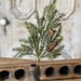 Christmas Winter White Spruce, Evergreen, Fir Stem, Bundle of 3 Stems ...