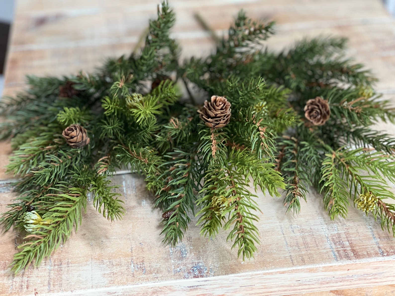 Christmas Winter White Spruce, Evergreen, Fir Stem, Bundle of 3 Stems ...