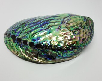 Abalone shell | Etsy