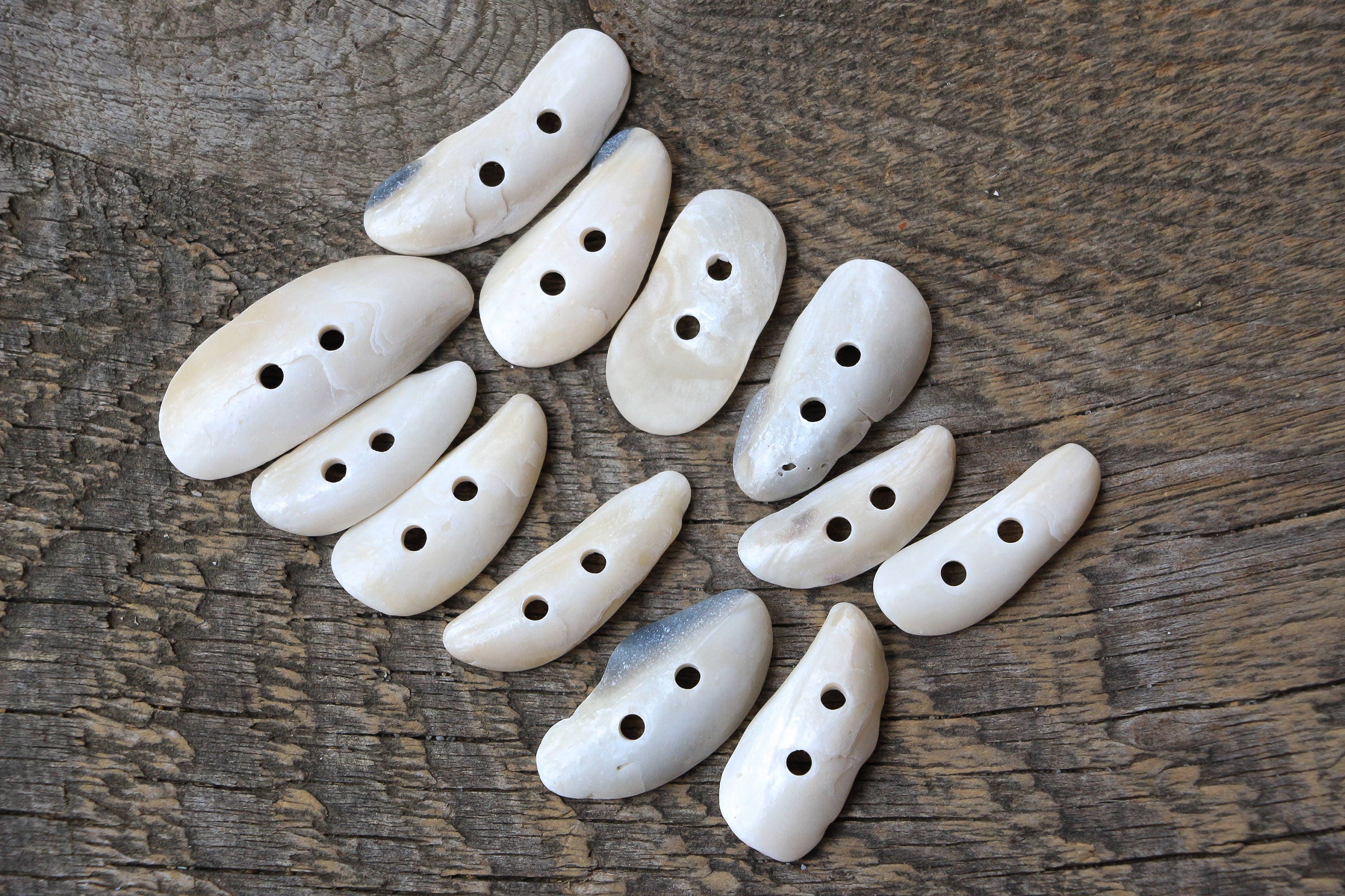 Sea shell buttons for crafts seashell buttons natural buttons | Etsy