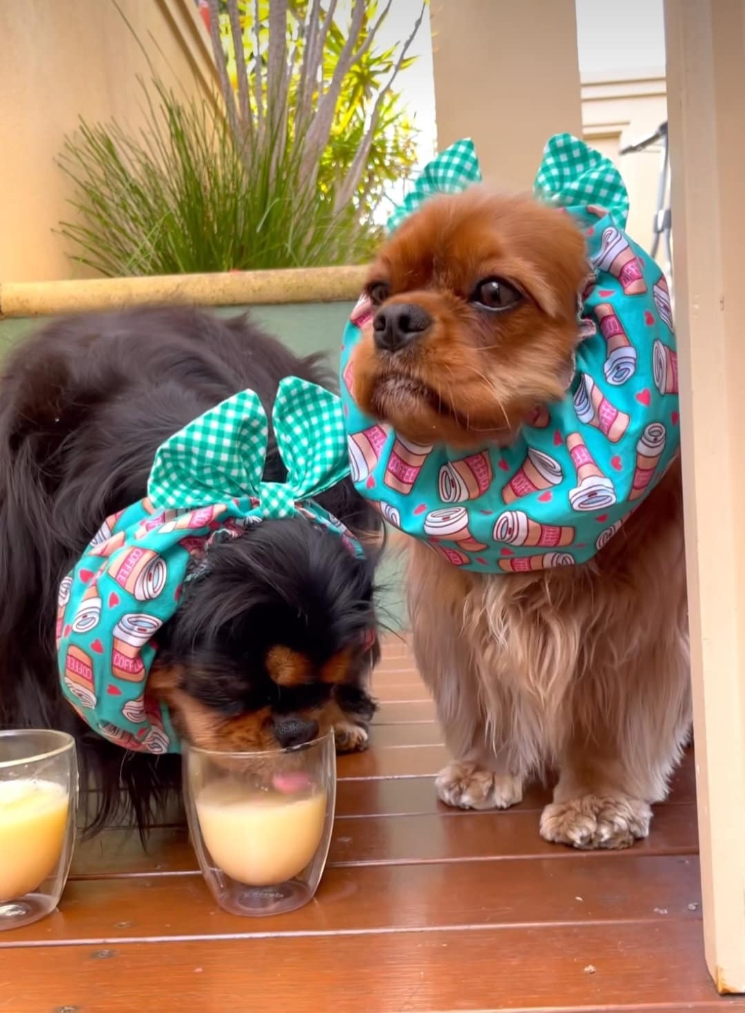 Fancy Bow Snood for Dogs Cavaliers With Long Ears . Coffee / Fairy ...