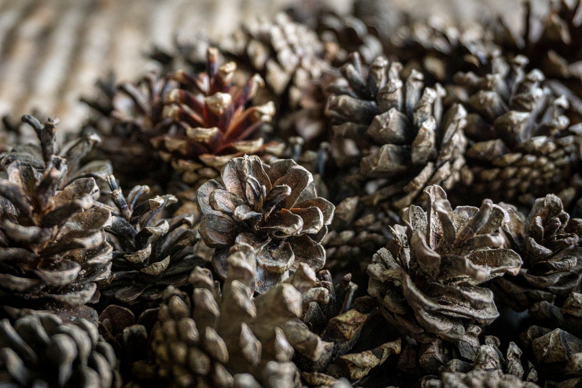 Austrian Mini Pine Cone Variety Raw & Hand Selected 10-25 Count - Etsy