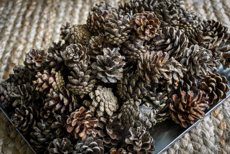 Austrian Small Pine Cone Variety - Raw & Hand Selected - 10-24 Count - Etsy