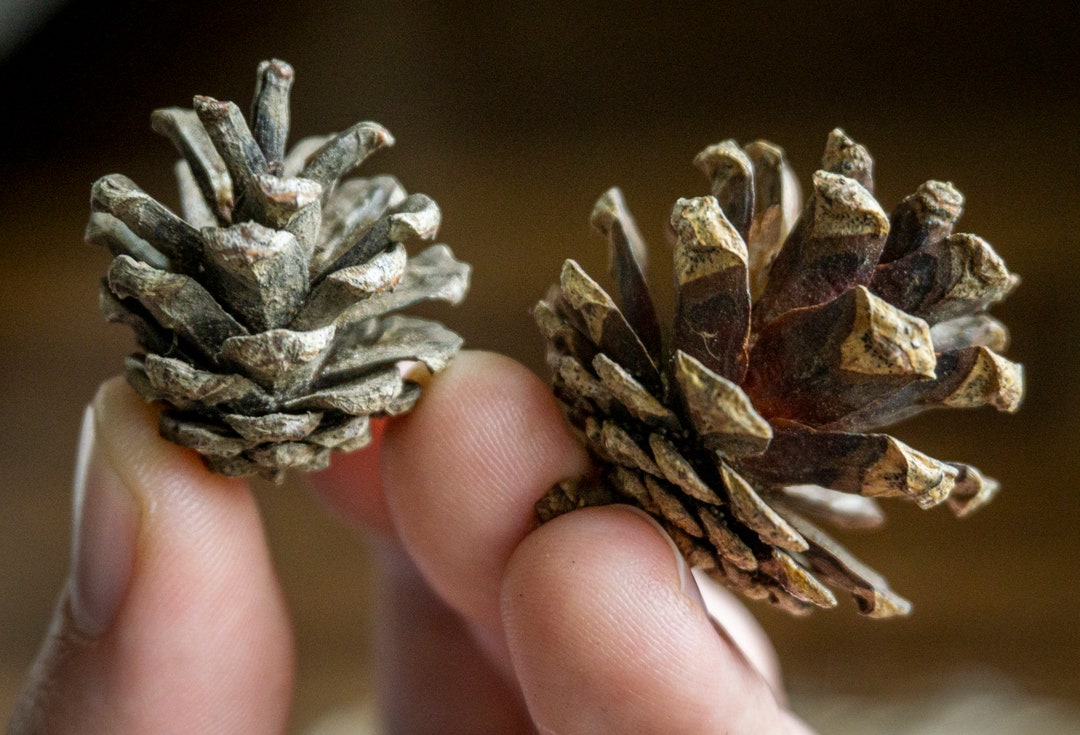 Austrian Mini Pine Cone Variety - Raw & Hand Selected - 10-25 Count - Etsy