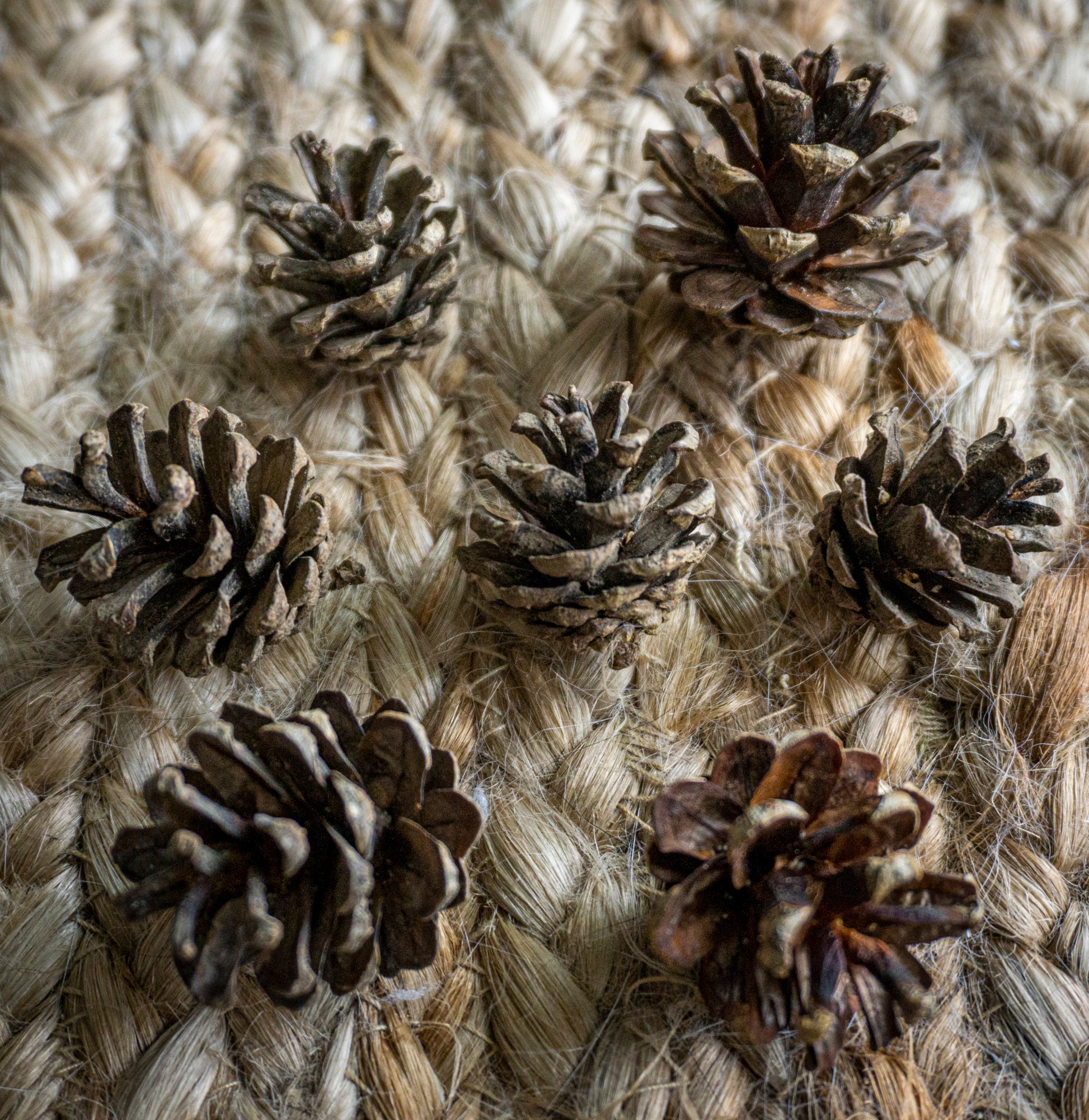 Austrian Mini Pine Cone Variety - Raw & Hand Selected - 10-25 Count - Etsy