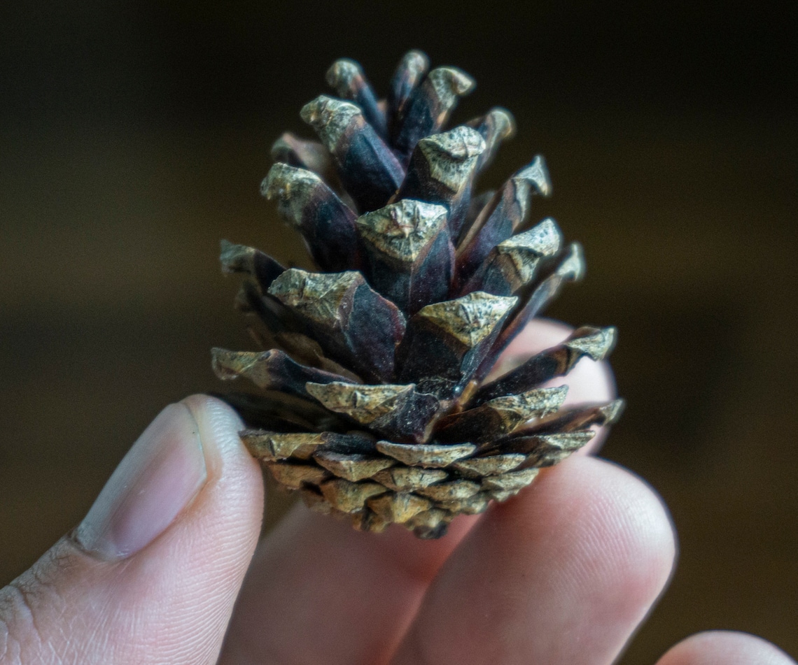 Austrian Small Pine Cone Variety - Raw & Hand Selected - 10-24 Count - Etsy