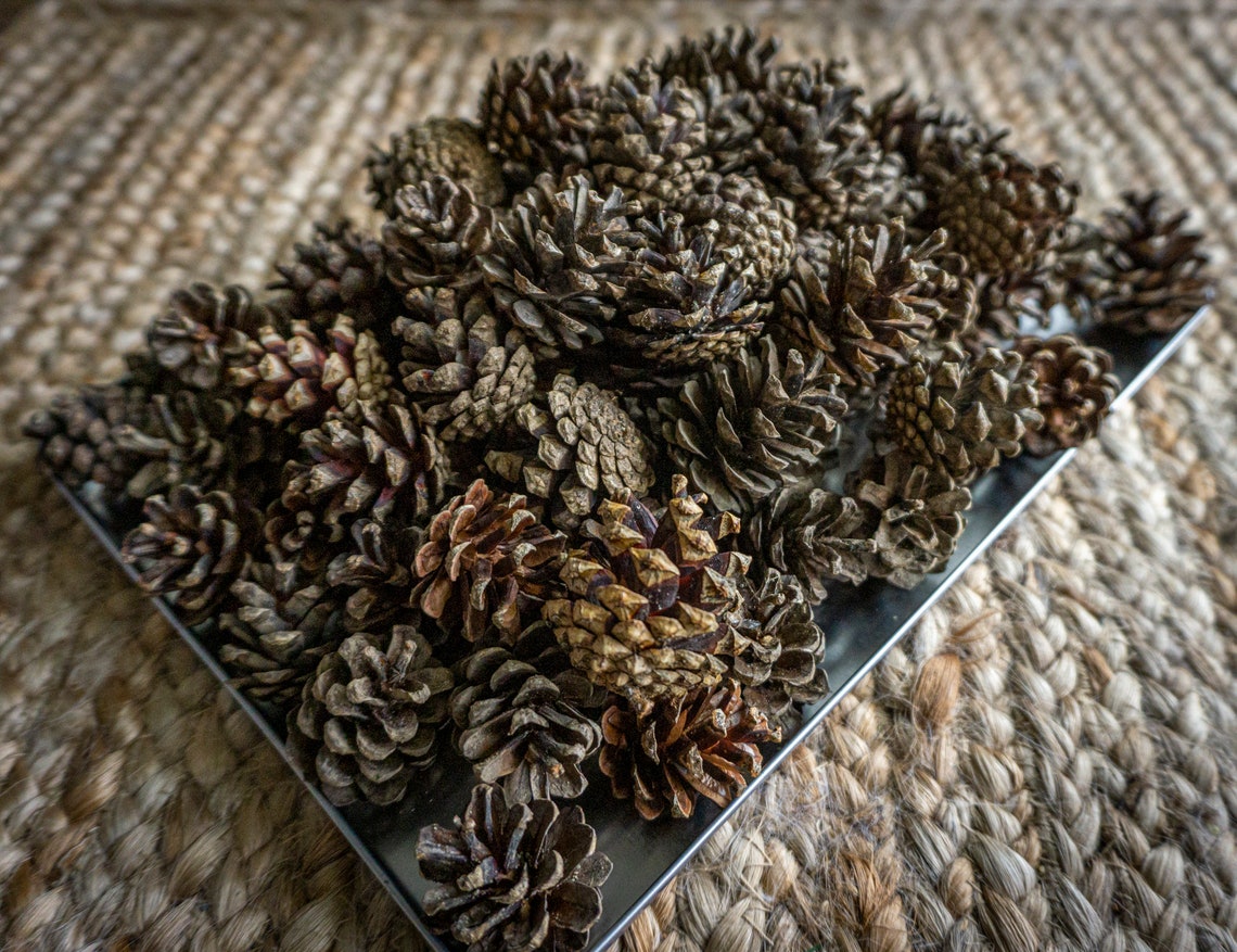 Austrian Small Pine Cone Variety - Raw & Hand Selected - 10-24 Count - Etsy