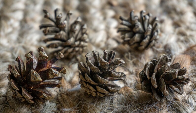 Austrian Mini Pine Cone Variety - Raw & Hand Selected - 10-25 Count - Etsy