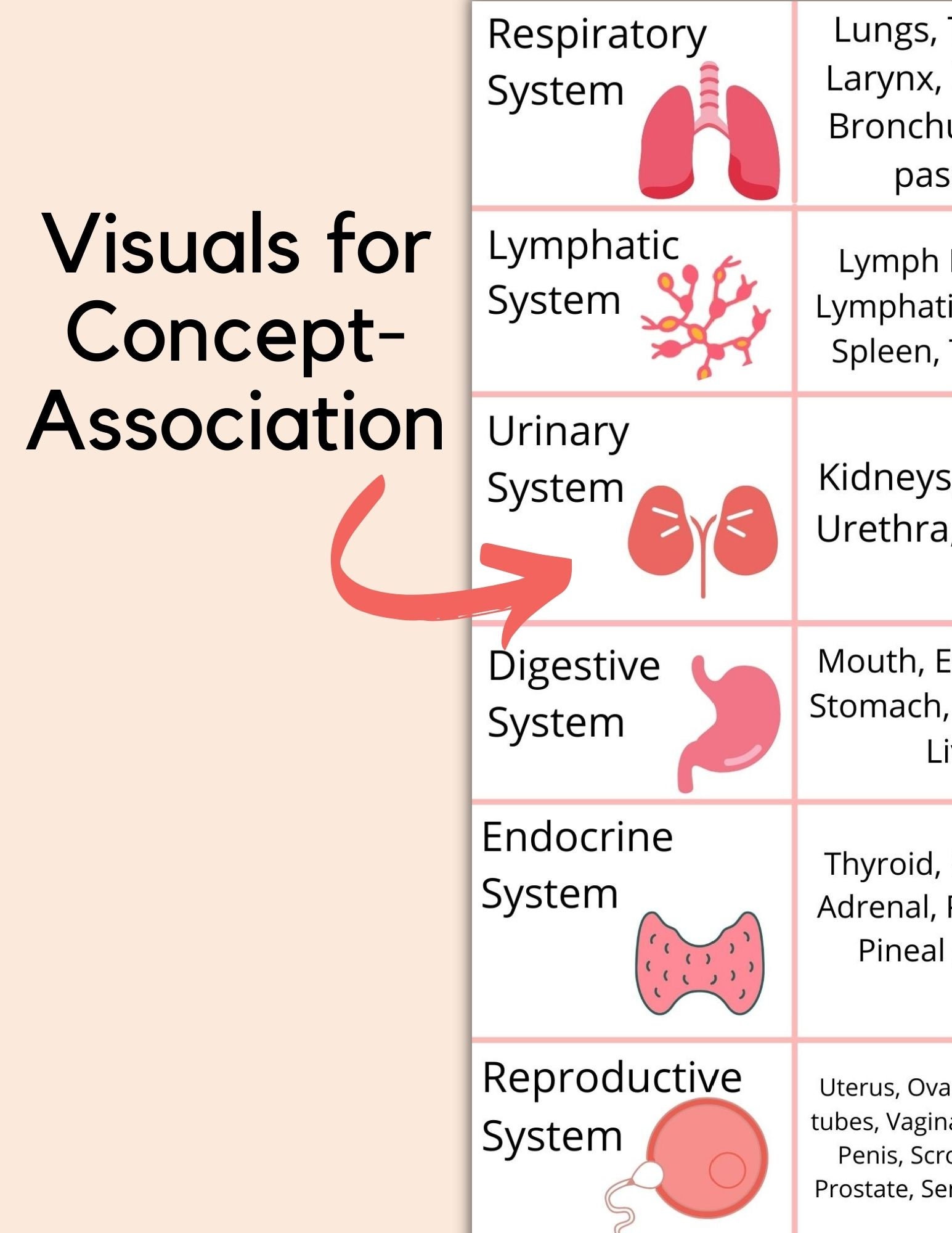 Organ Systems Study Chart - Etsy