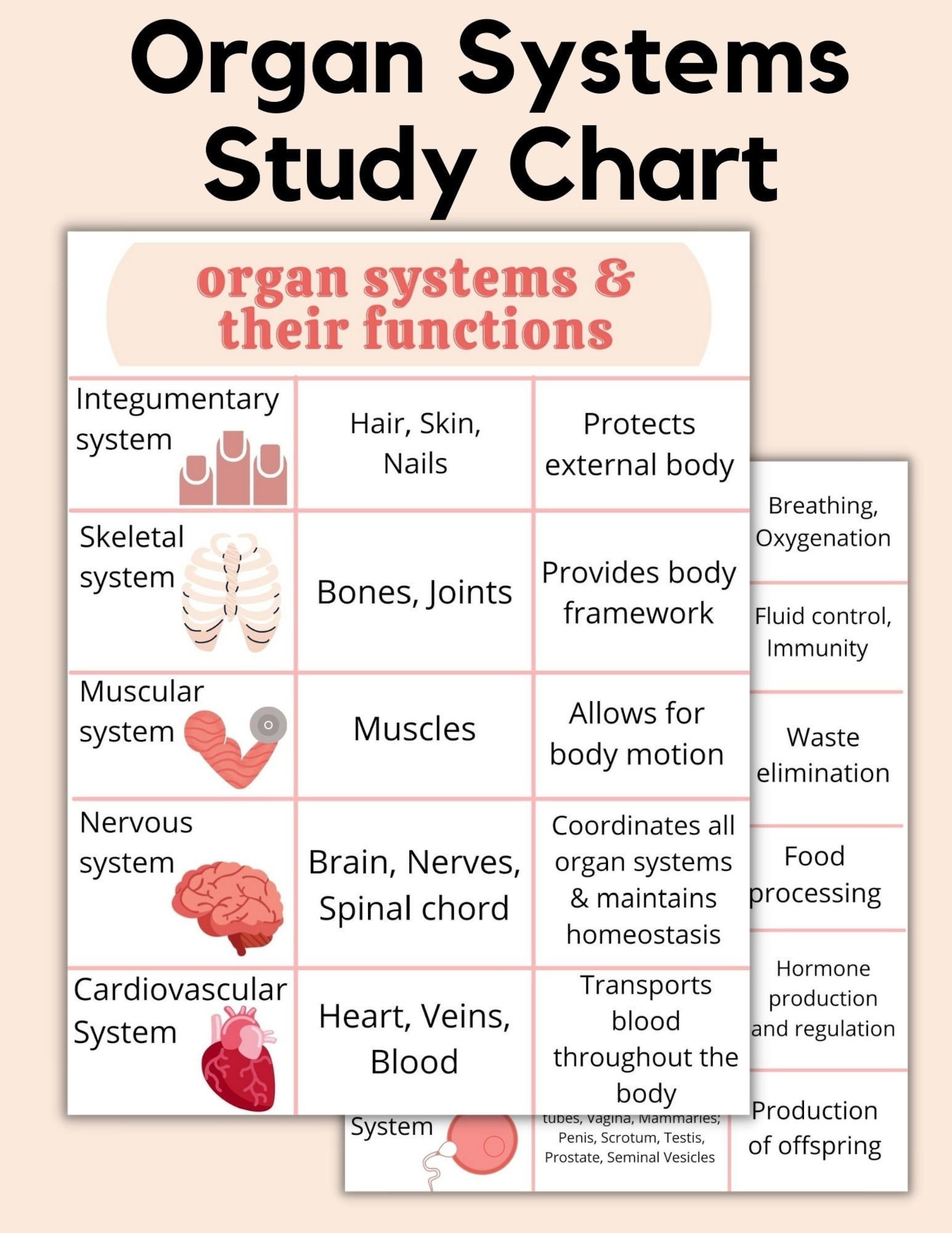 Organ Systems Study Chart - Etsy