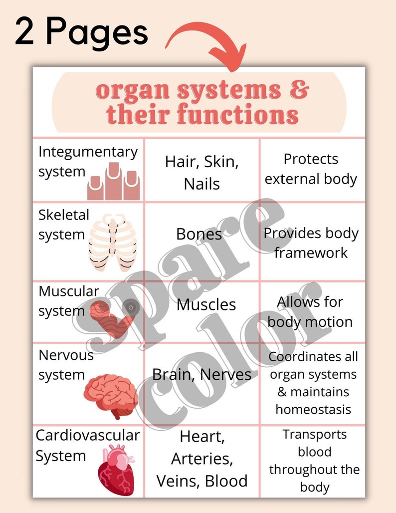 Organ Systems Study Chart - Etsy