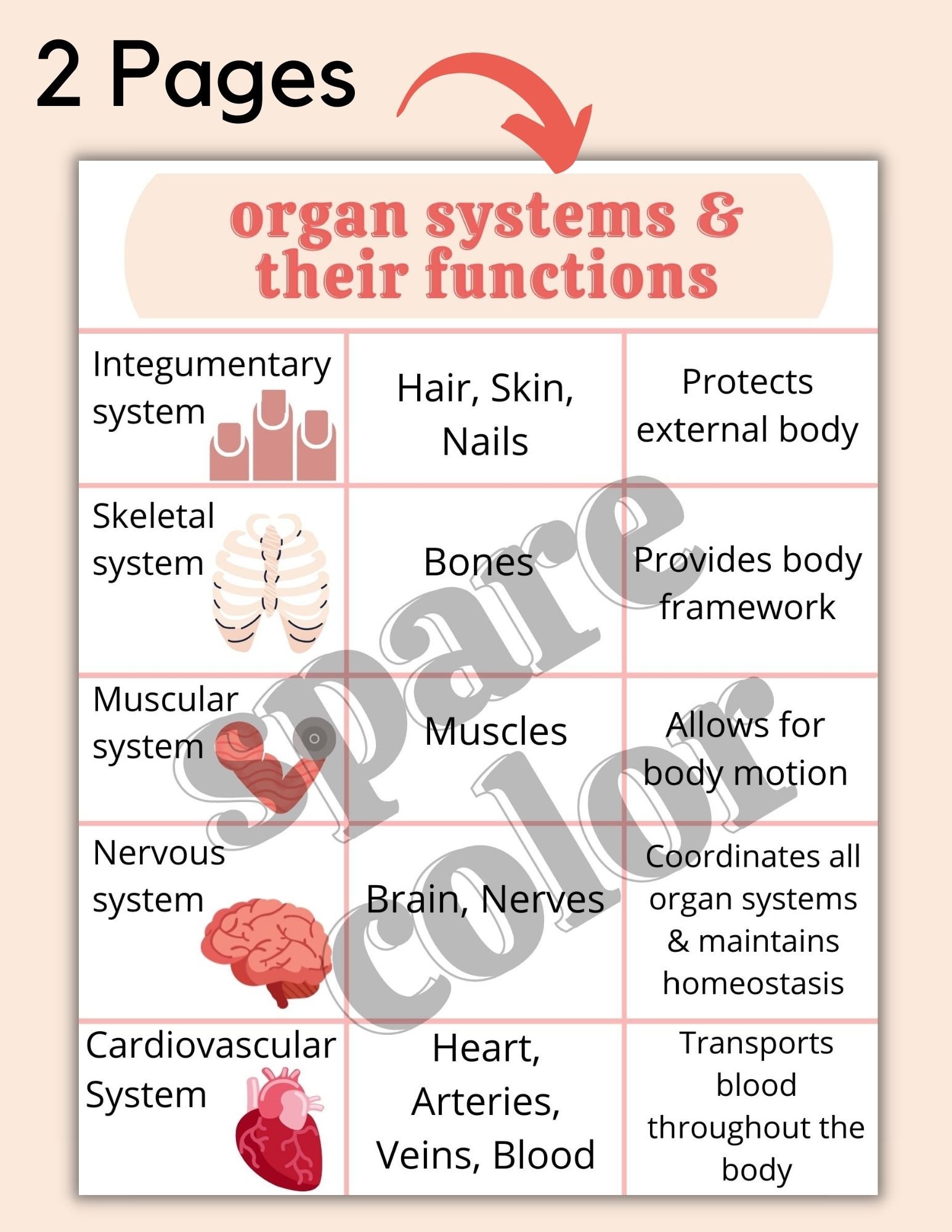 Organ Systems Study Chart - Etsy