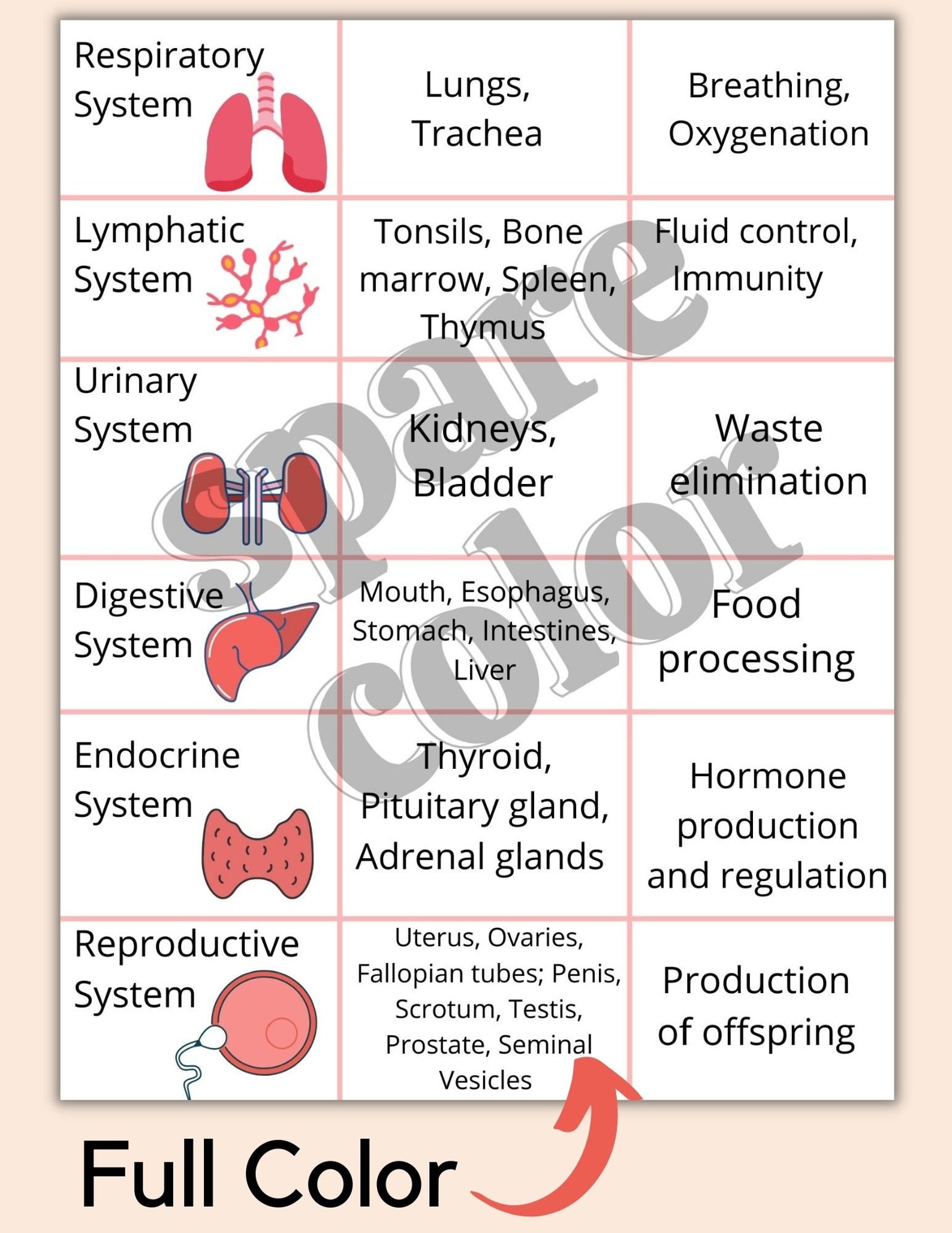 Organ Systems Study Chart - Etsy