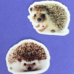 Cute Hedgehog Sticker Set (pack of 6), Kawaii Stickers, Tumblr Stickers ...