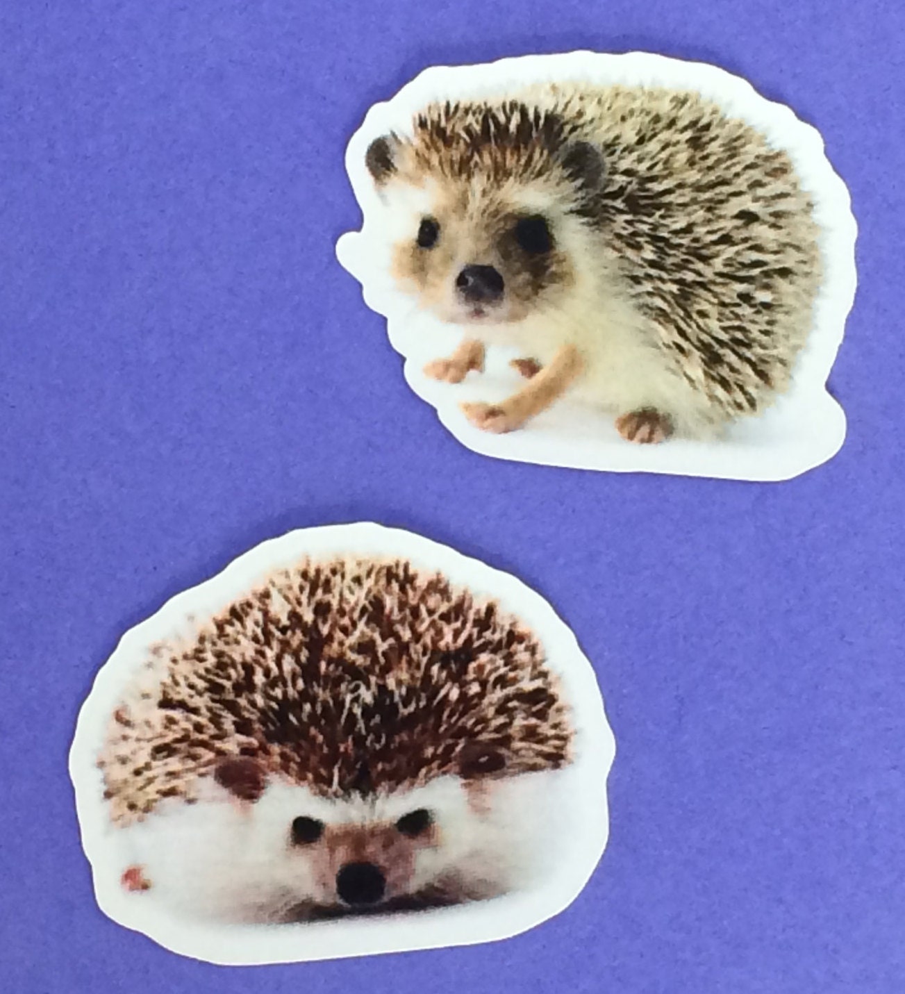 Cute Hedgehog Sticker Set pack of 6 Kawaii Stickers Tumblr | Etsy
