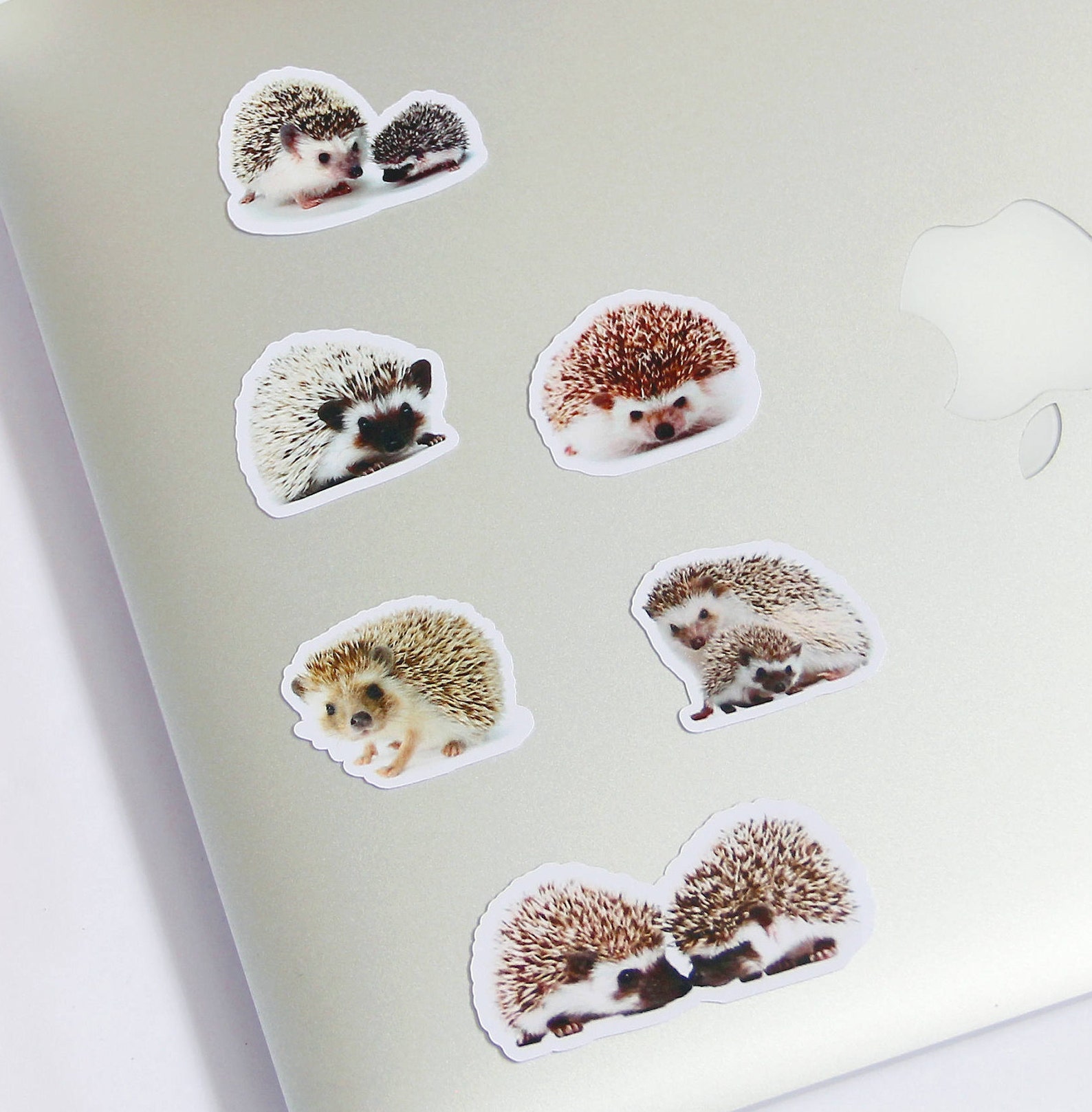 Cute Hedgehog Sticker Set pack of 6 Kawaii Stickers Tumblr | Etsy