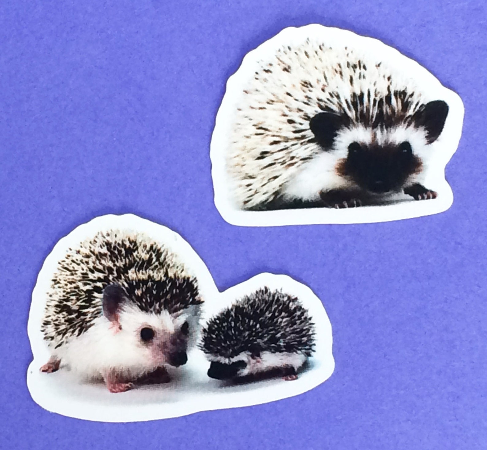 Cute Hedgehog Sticker Set pack of 6 Kawaii Stickers Tumblr - Etsy UK