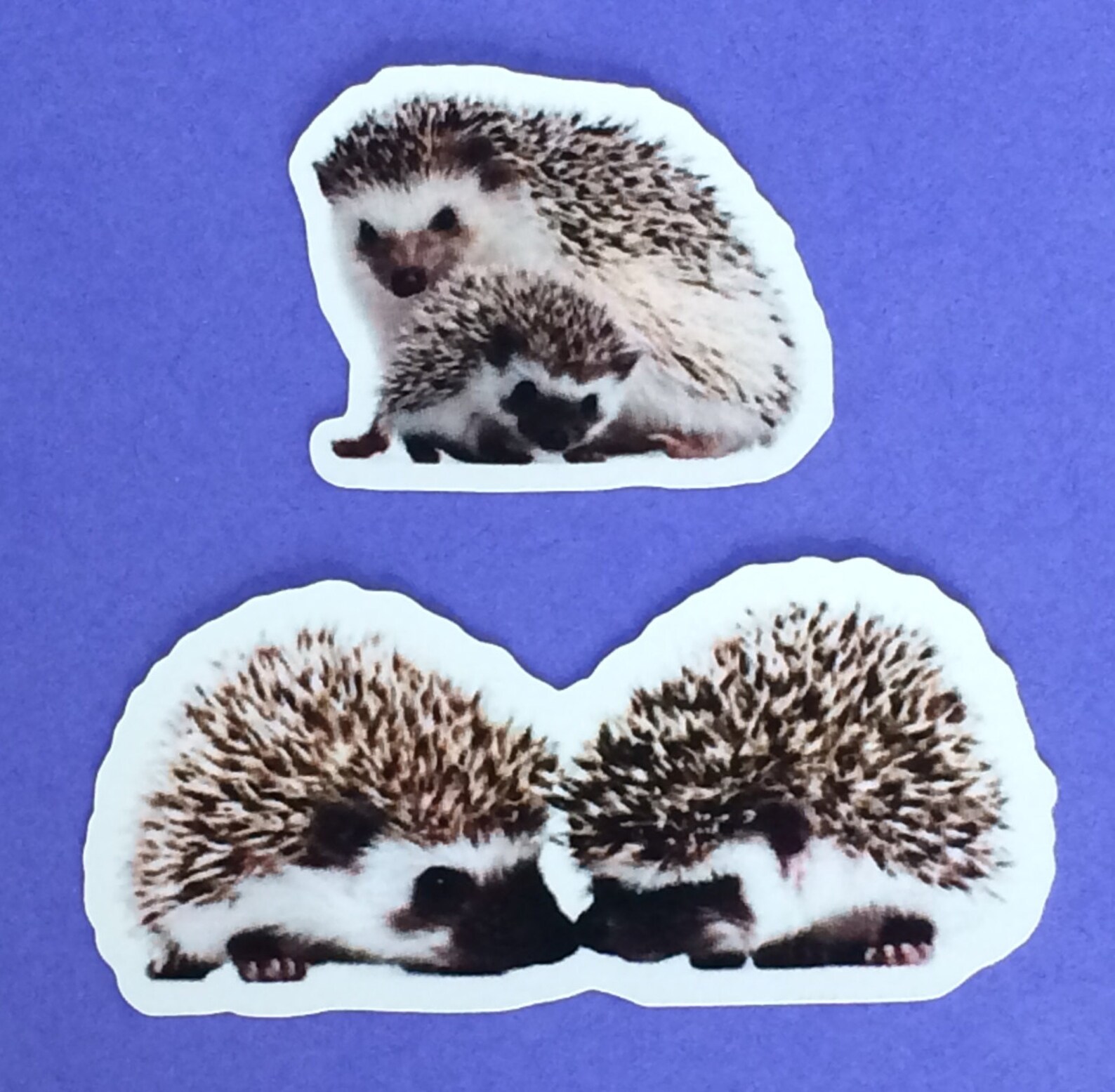 Cute Hedgehog Sticker Set pack of 6 Kawaii Stickers Tumblr - Etsy UK