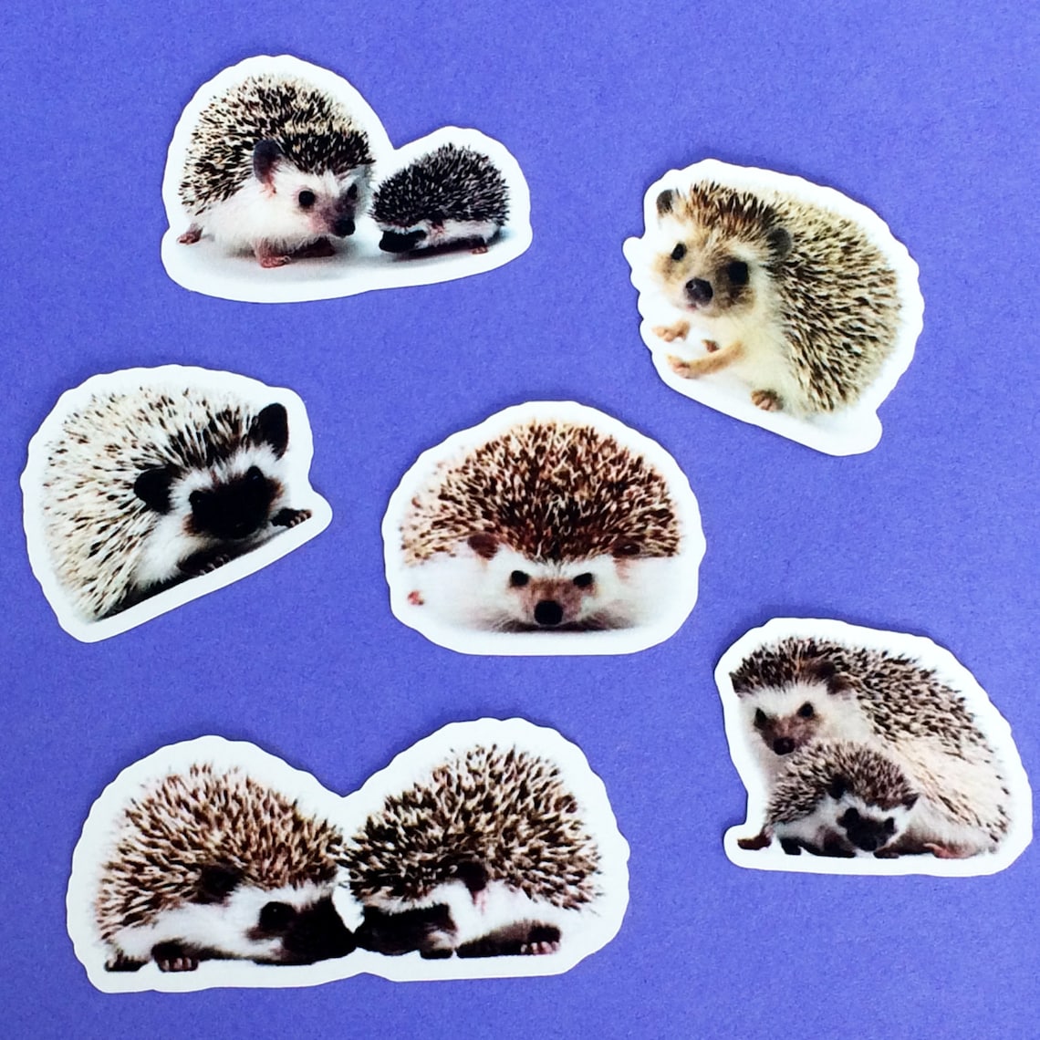 Cute Hedgehog Sticker Set pack of 6 Kawaii Stickers Tumblr - Etsy UK