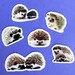 Cute Hedgehog Sticker Set (pack of 6), Kawaii Stickers, Tumblr Stickers ...