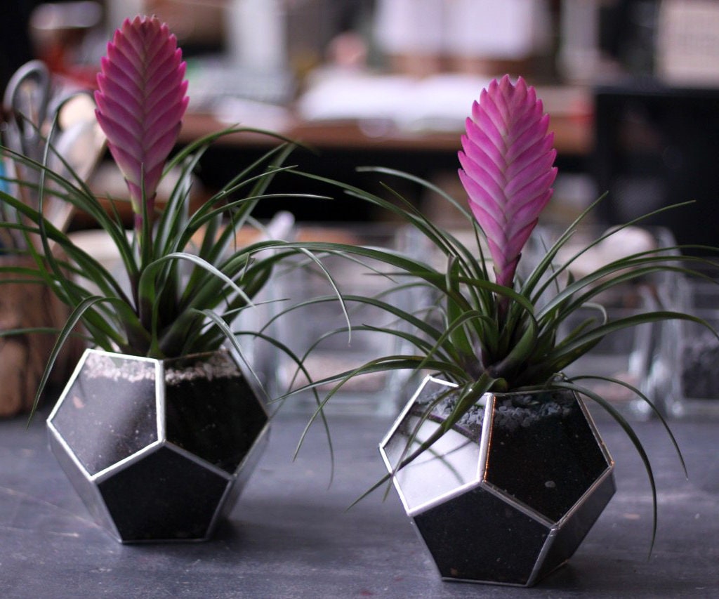 Vases succulents pot geometric planter box Glass terrariums set stained ...