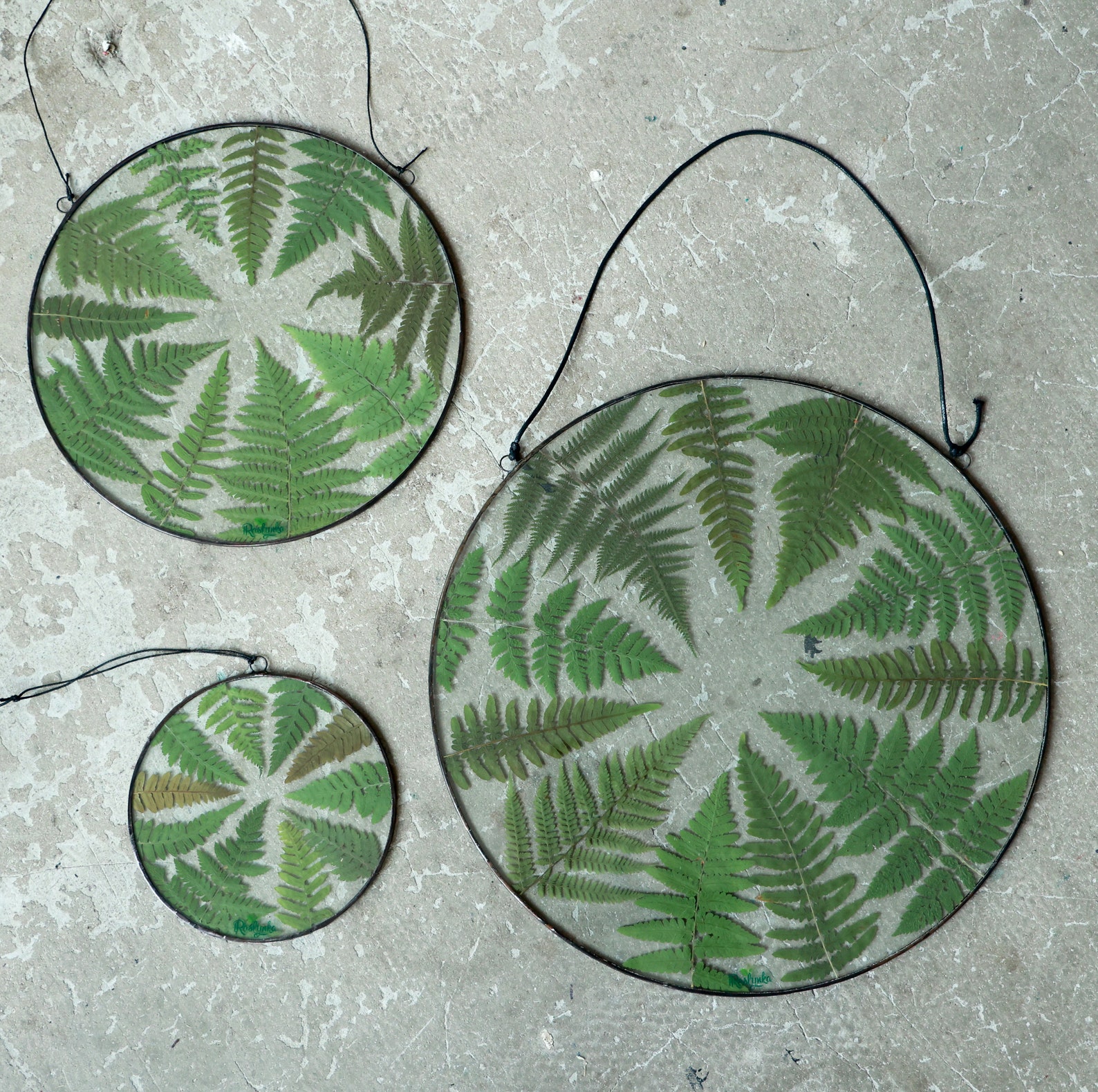 Pressed Fern Glass Frame, Botanical Suncatcher, Calming Green Nature ...