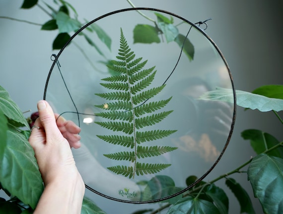 Framed Fern Plant Stained Glass Frame Pressed Botanicals | Etsy