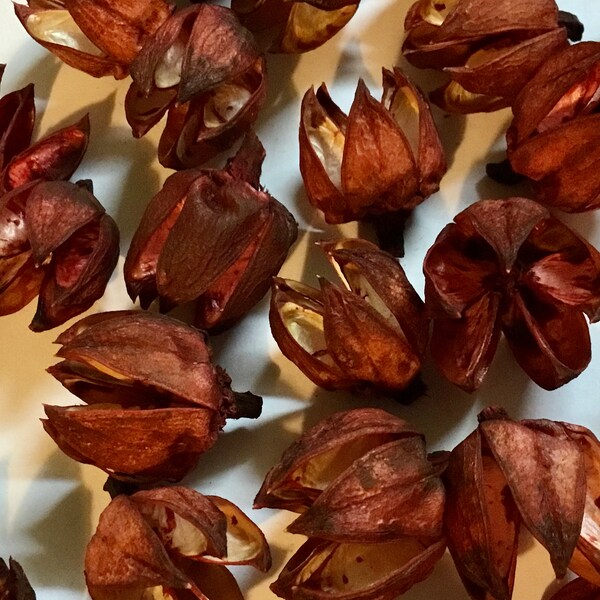 Dried Pods - Etsy