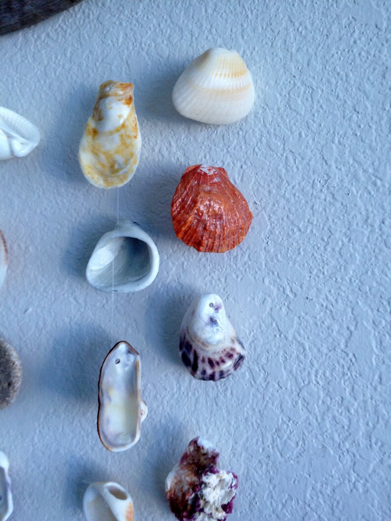Seashell Wind Chimes Y Sea Grape Wood Polished With Coconut - Etsy