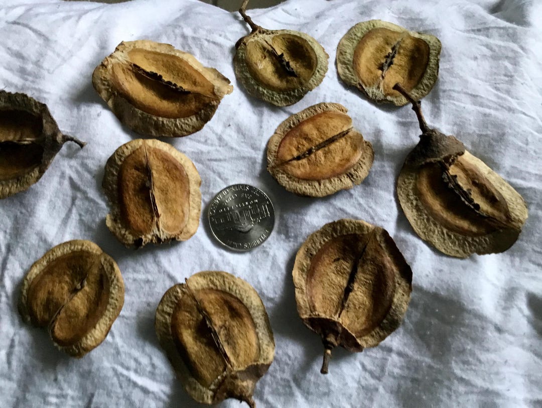 20 Small Jacaranda Pods 1 Floral Crafts Basket Weaving - Etsy