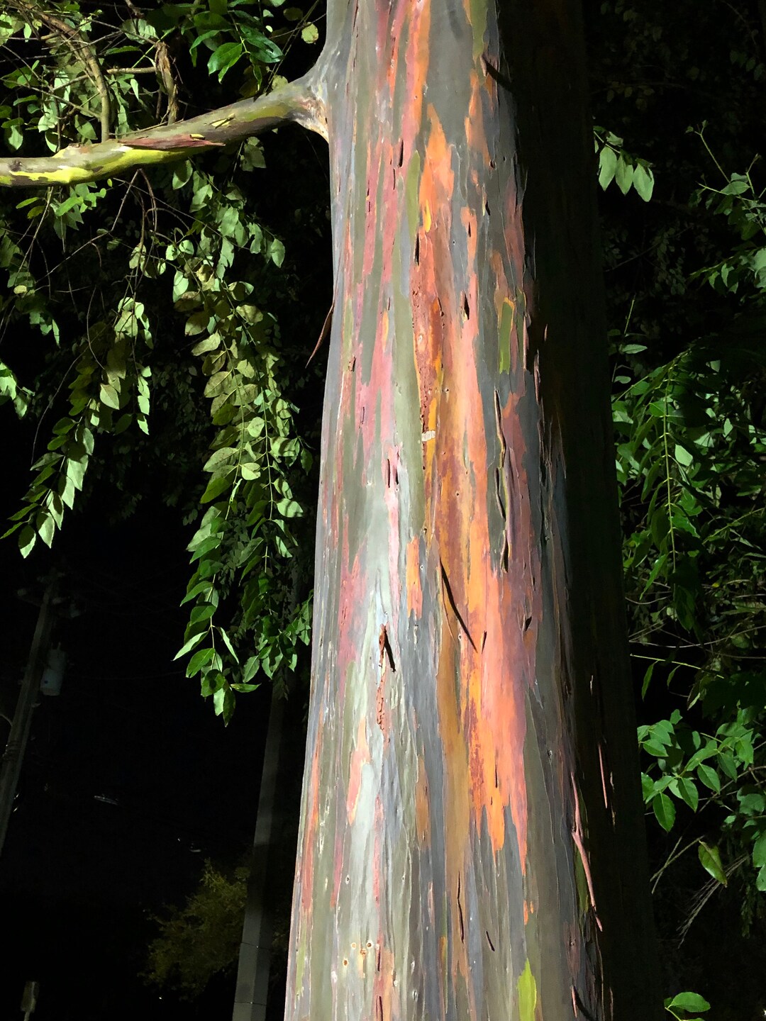 Rainbow Eucalyptus Tree Furniture