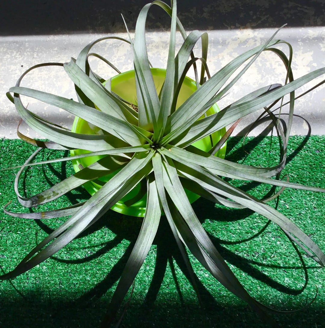 Exotic Bromeliad Garden Air-plants 14” Natural Patio Decor - Etsy