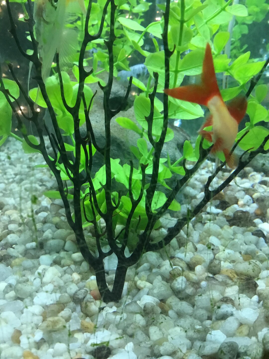 Aquarium Decor Shrimp Angelfish Love It - Etsy