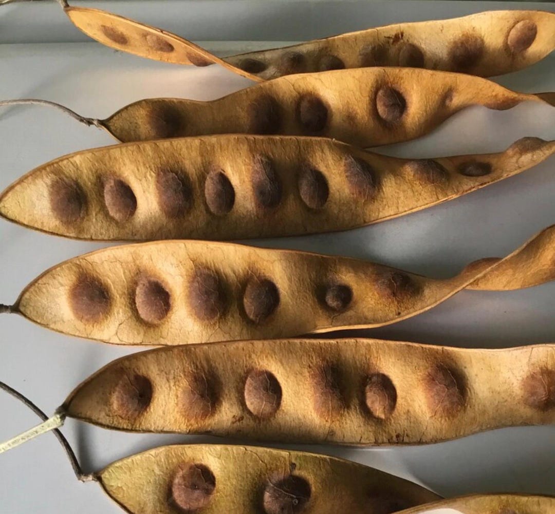 20 Organic Dried Pods Home Decor , Womens Tongue Pods, Flower ...