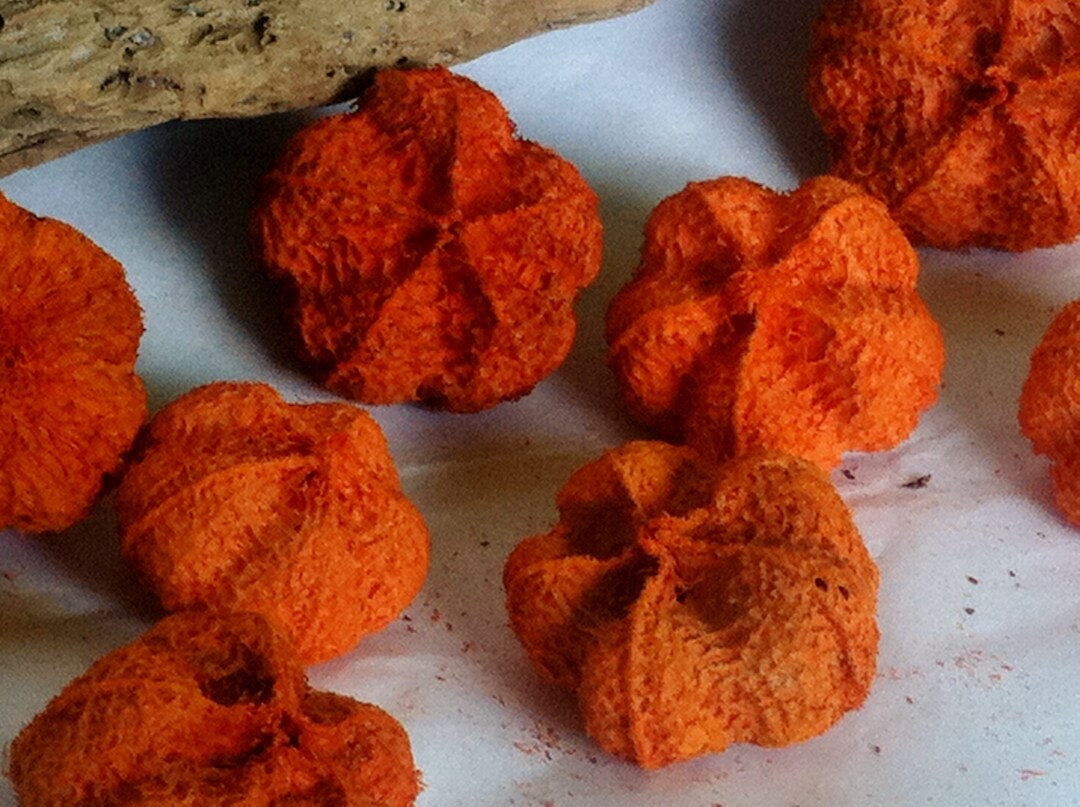 30 Fall Autumn Pumpkin-pods Dried-pods-floral-crafts-potpourri-hawaii ...