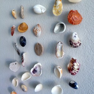 Seashell Wind Chimes Y Sea Grape Wood Hawaiibobsgardenart - Etsy