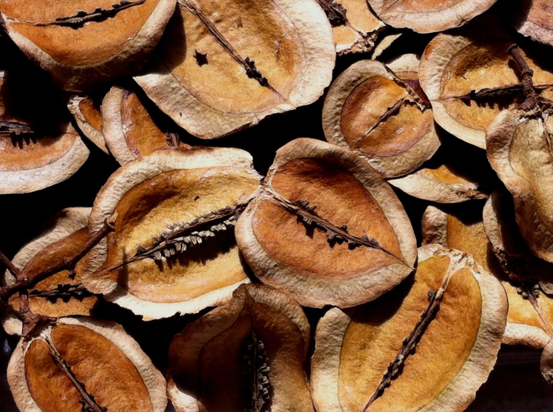 Large 12pc Jacaranda Pods 3in Basket Weaving Gourds Floral Arrangements ...
