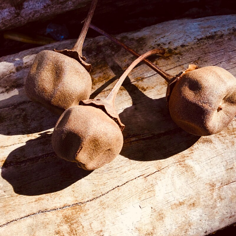 Dried Seed Pods - Etsy