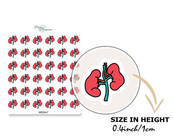 Kidney Organ Stickers 2447 by EmelysPlannerShop