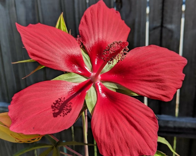 Red Texas Star - ANNUAL PRE-SALE - Red Texas Star Hibiscus - Live ...
